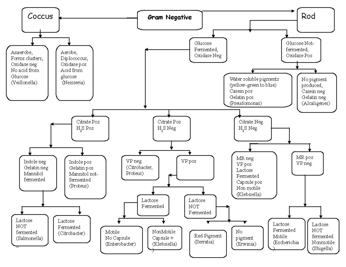 Lab 9 Gram Neg chart - Lab 9 Practical assignment - 0 Gram Negative ...