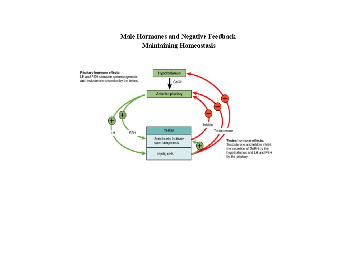 Male Hormones and Negative Feedback - Male Hormones and Negative ...