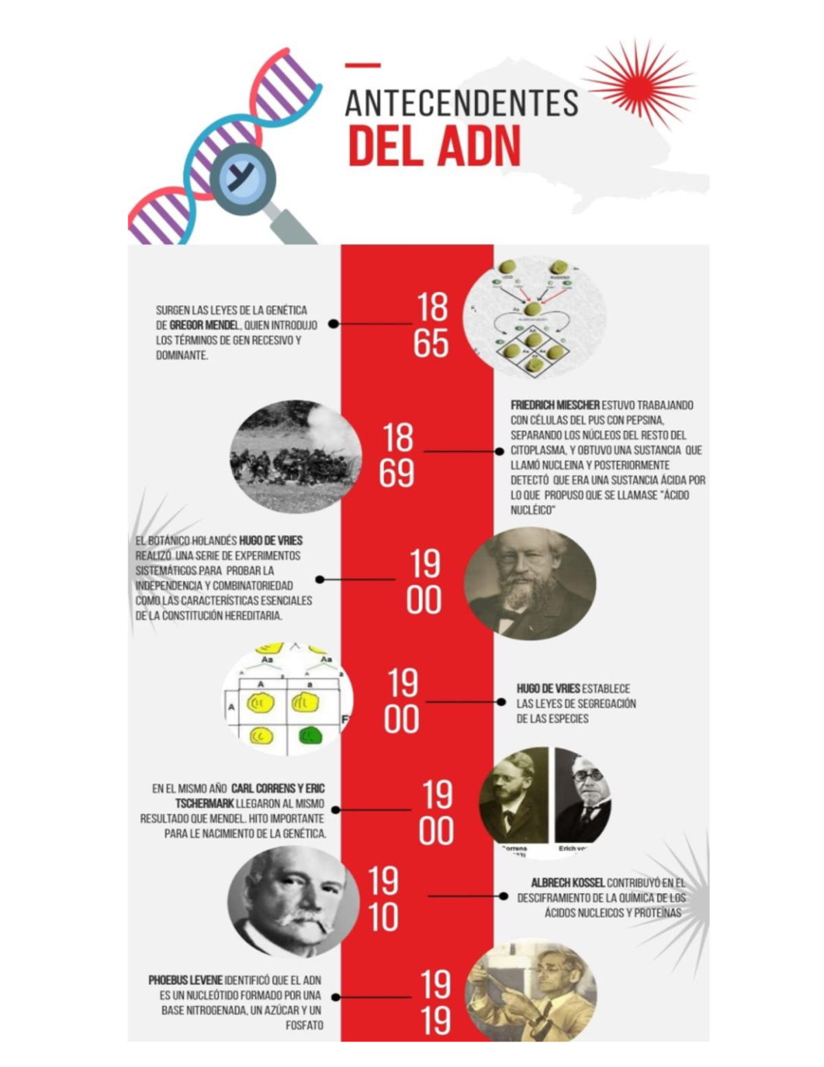 Antecedentes e historia del ADN. Historia del descubrimiento del ADN ...