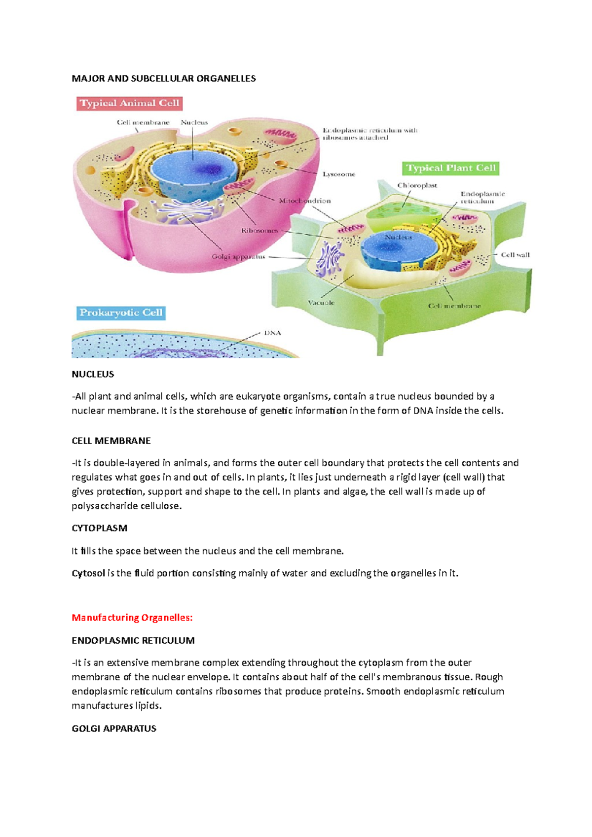 Major AND Subcellular Organelles - MAJOR AND SUBCELLULAR ORGANELLES ...