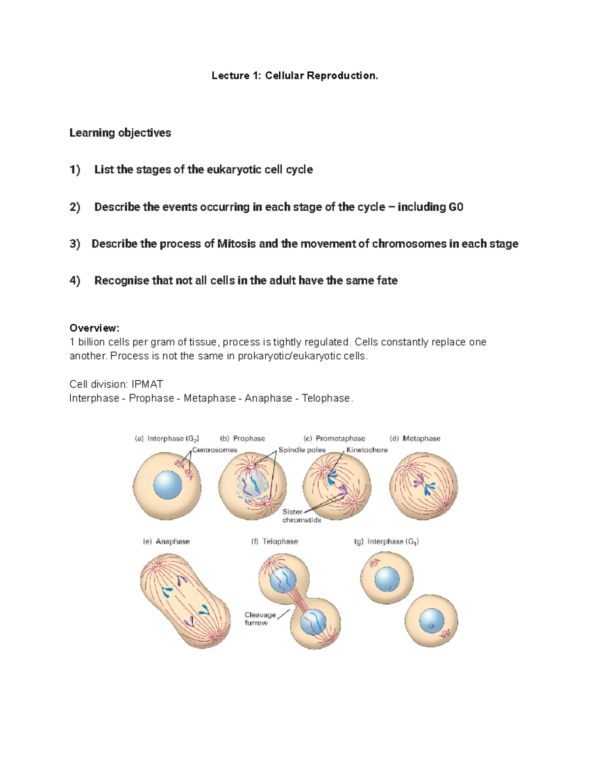 Lecture 1 Cellular Reproduction - Lecture 1: Cellular Reproduction ...