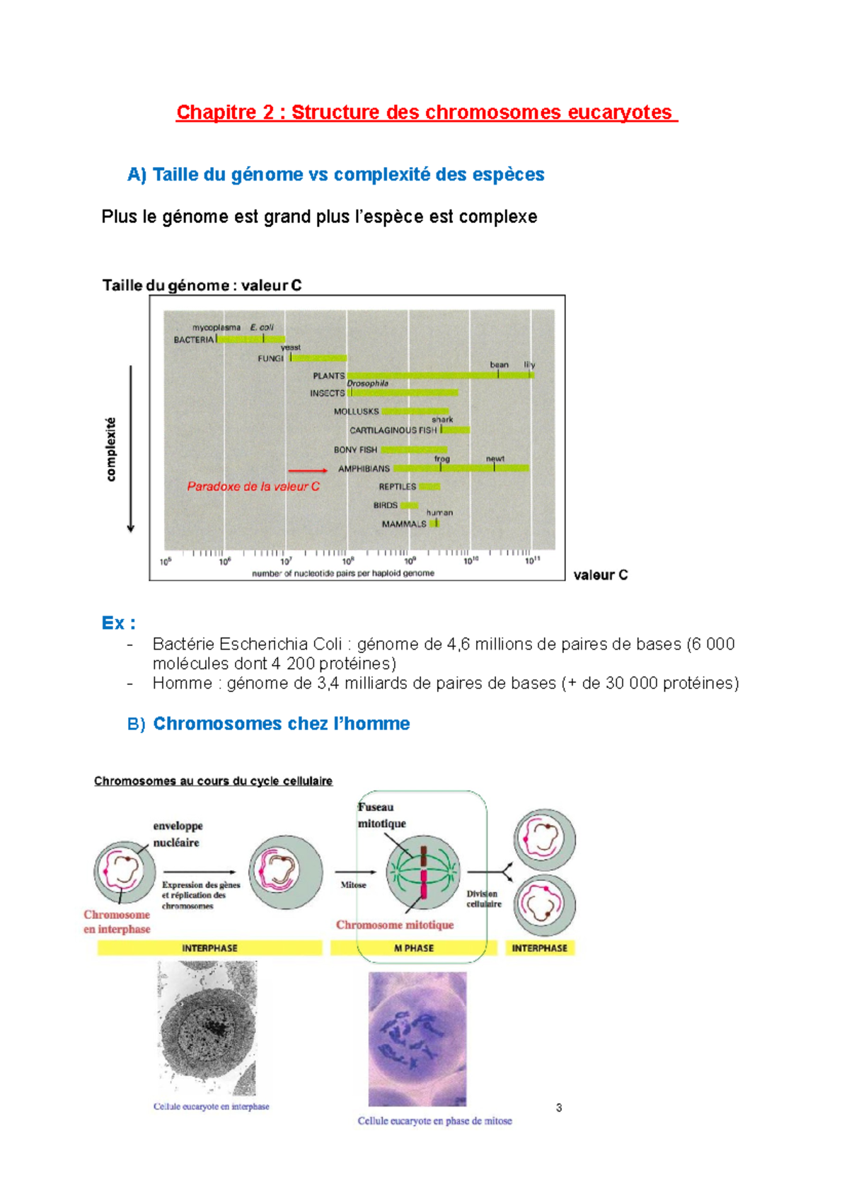 Structure Des Chromosomes Eucaryotes