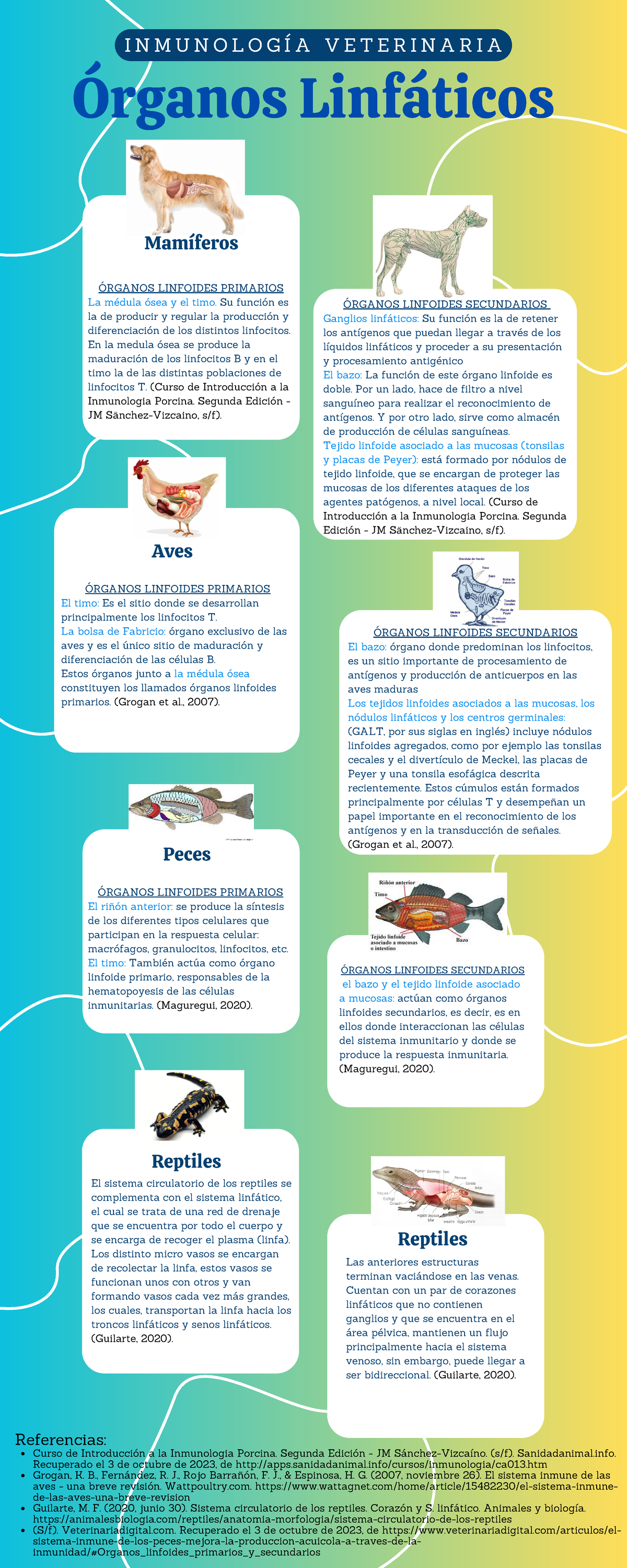 Infografía órganos linfáticos - Mamíferos Aves Peces Reptiles Reptiles ...