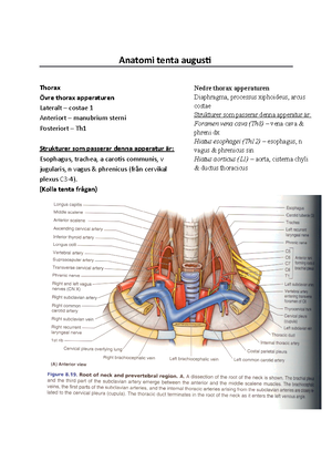Respirationssystemet - respirationssystemet lilla kretsloppet ...