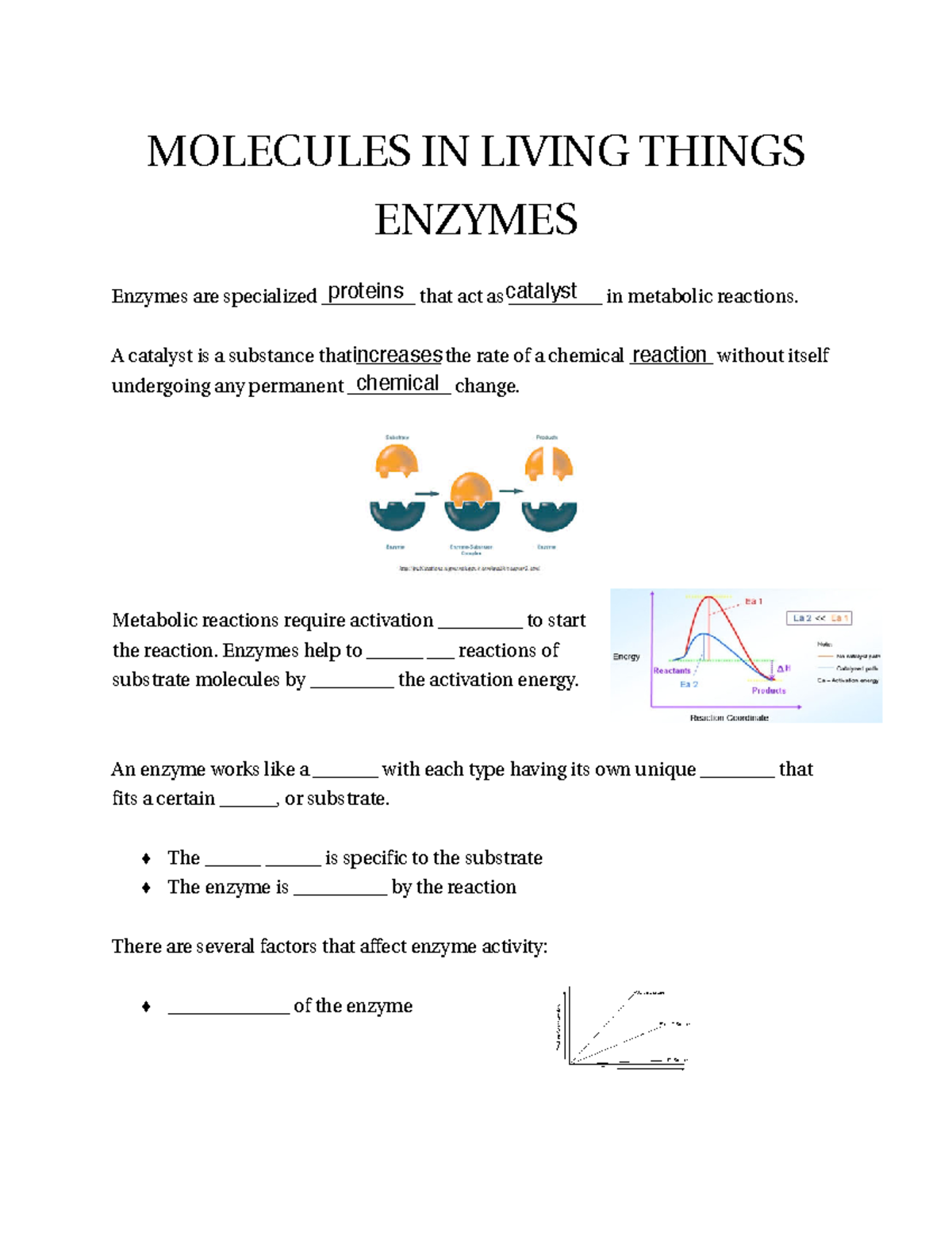 Annotated-Enzyme%20Worksheet - MOLECULES IN LIVING THINGS ENZYMES ...