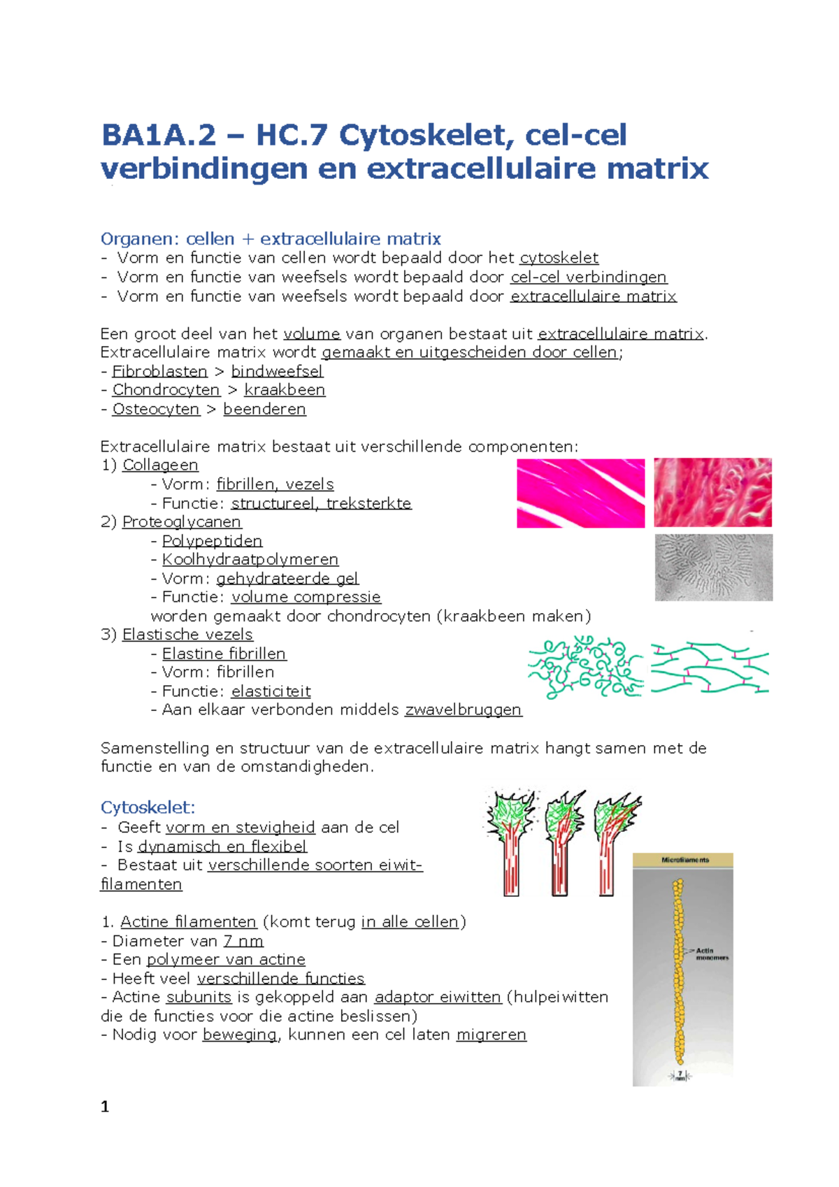 BA1A.2 – HC.7 Cytoskelet, cel-cel verbindingen en extracellulaire ...