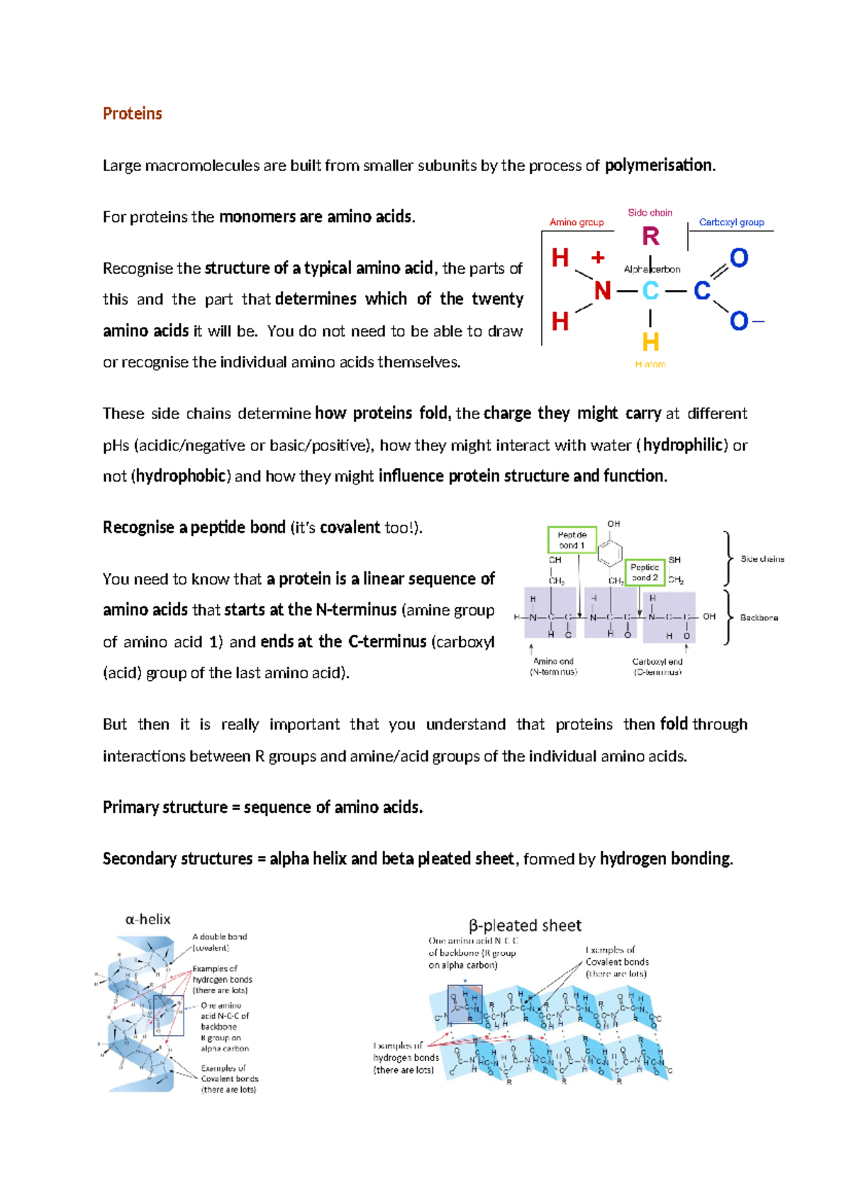 Week 2 Proteins carbs fats summary - Proteins Large macromolecules are ...