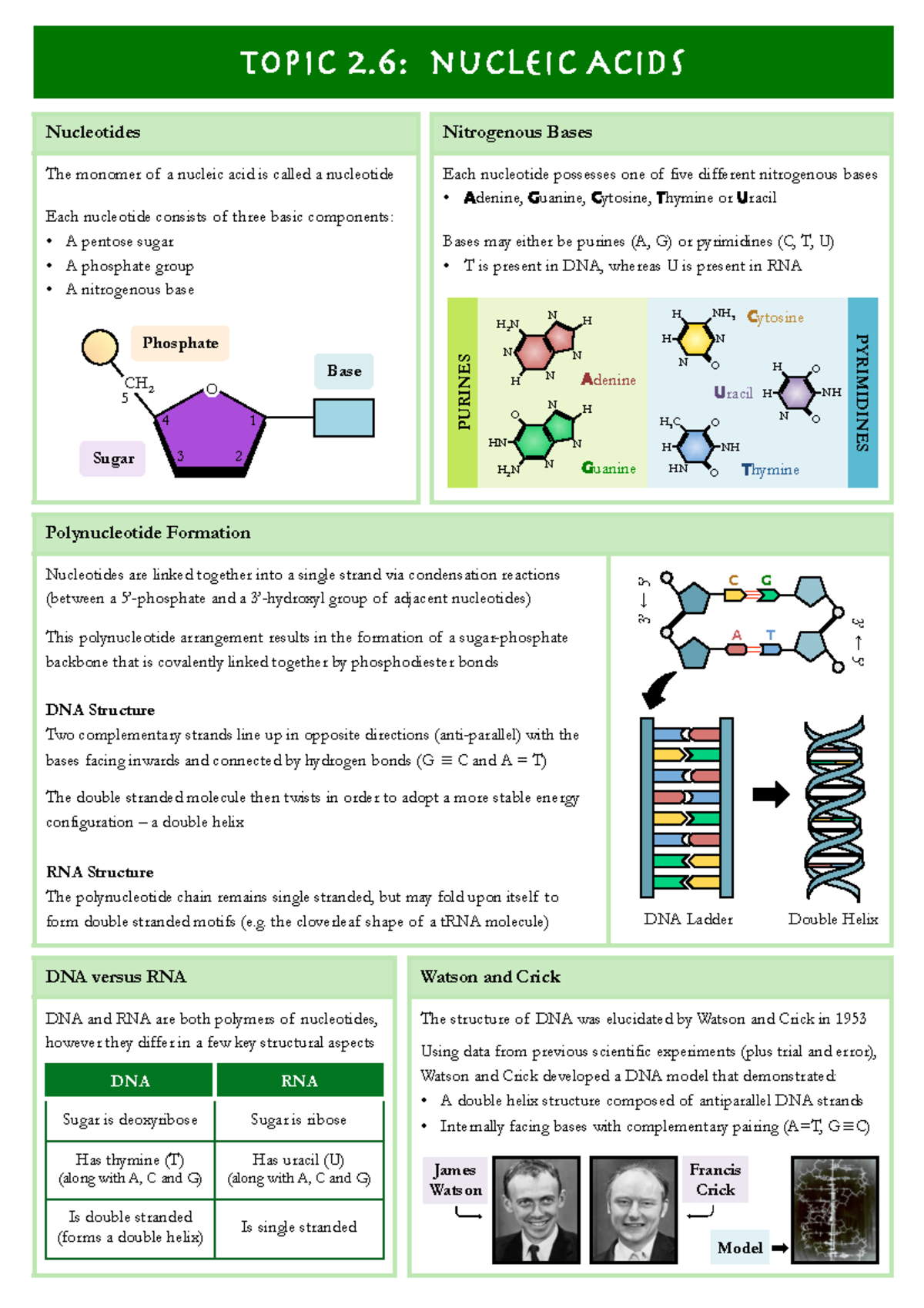 2.6 Nucleic Acids - notes - Watson and Crick The structure of DNA was ...