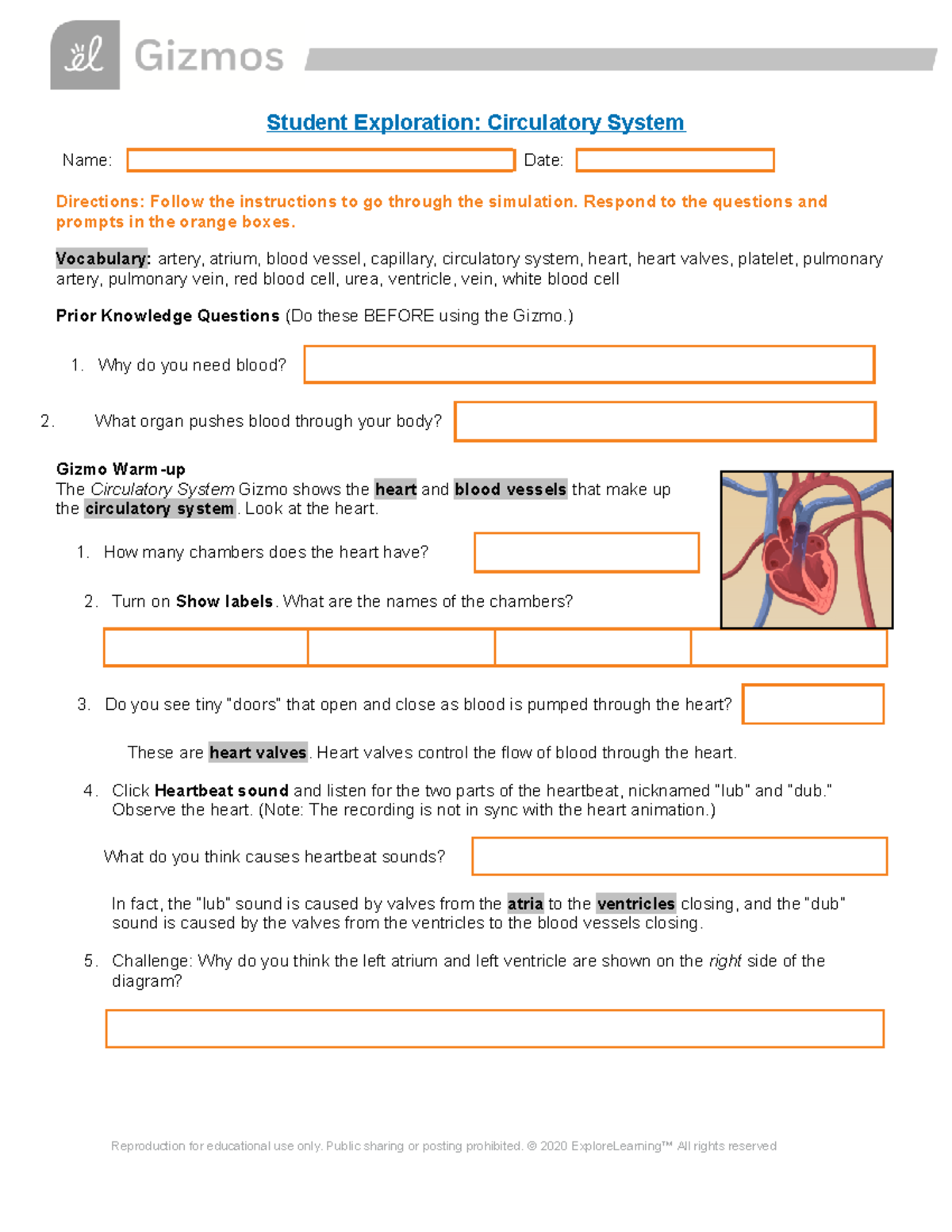 Copy of Copy of Circulatory System SE - Student Exploration ...