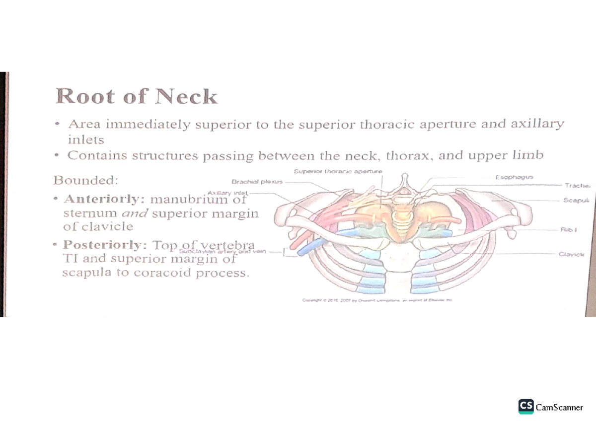 Root of neck - ROOT of NECK structures - Bachelor of medicine and ...