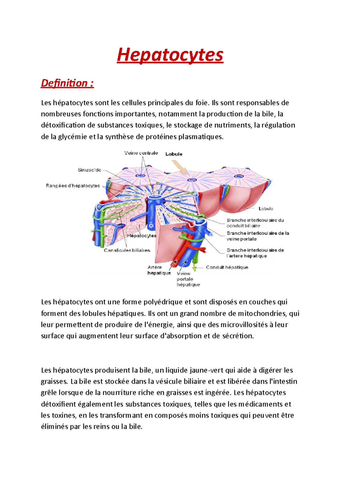 Hepatocytes - Hepatocytes Definition : Les hépatocytes sont les ...