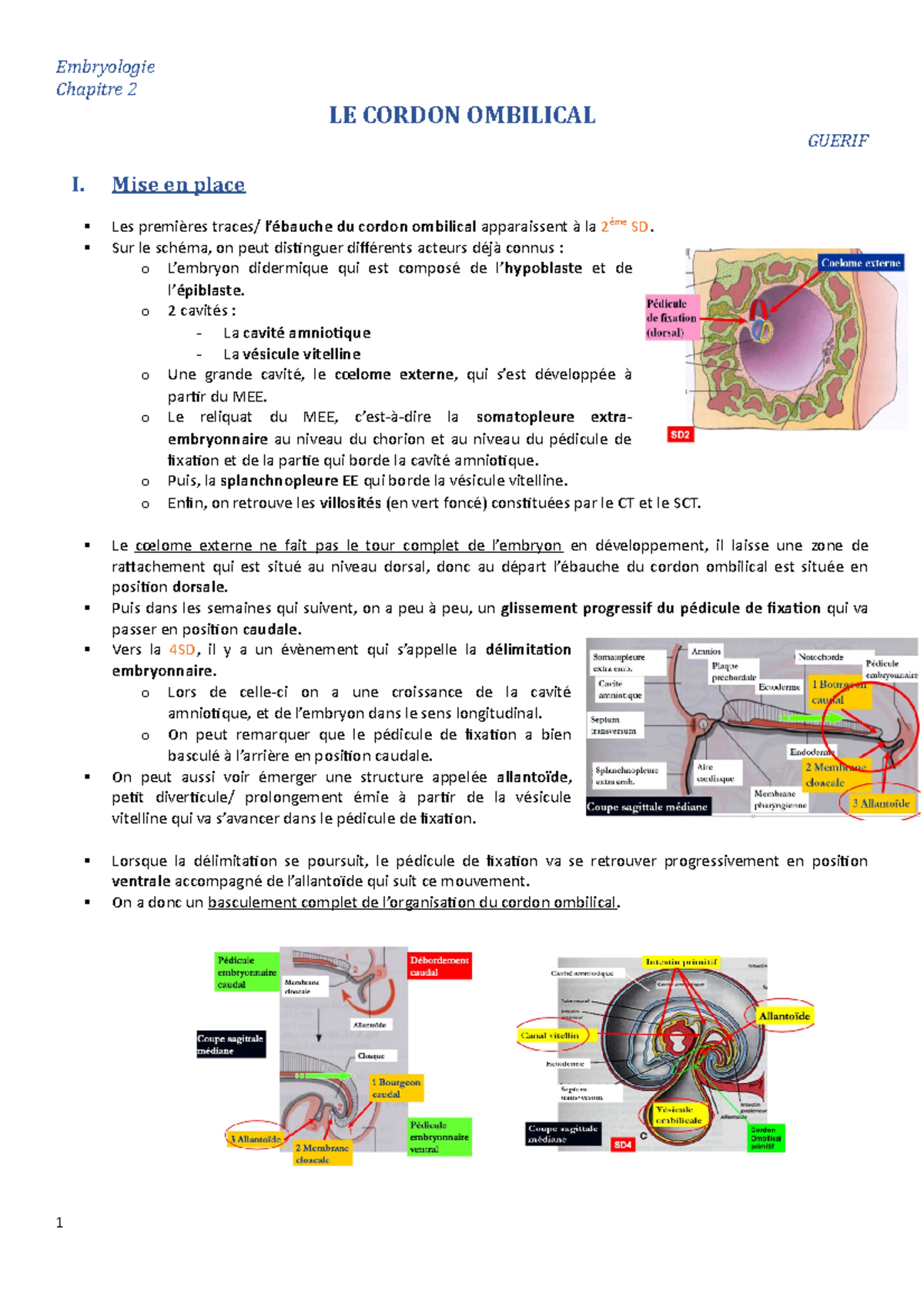 Cours 2. Cordon ombilical - Embryologie Chapitre 2 LE CORDON OMBILICAL ...