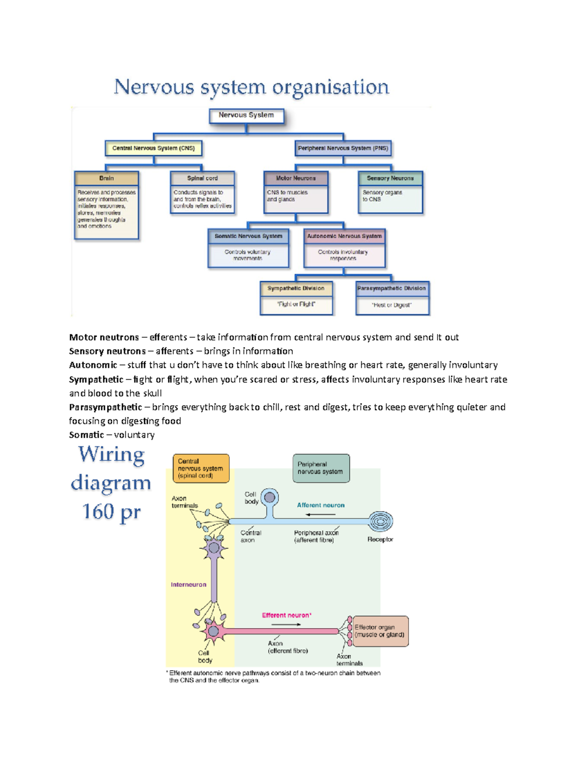 Physiology exam 2 notes - Motor neutrons – efferents – take information ...