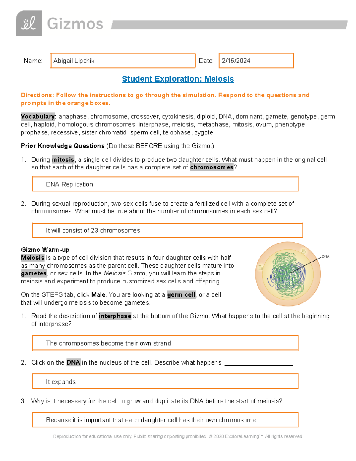 Gizmo Meiosis - Biology work - Name: Abigail Lipchik Date: 2/15 ...