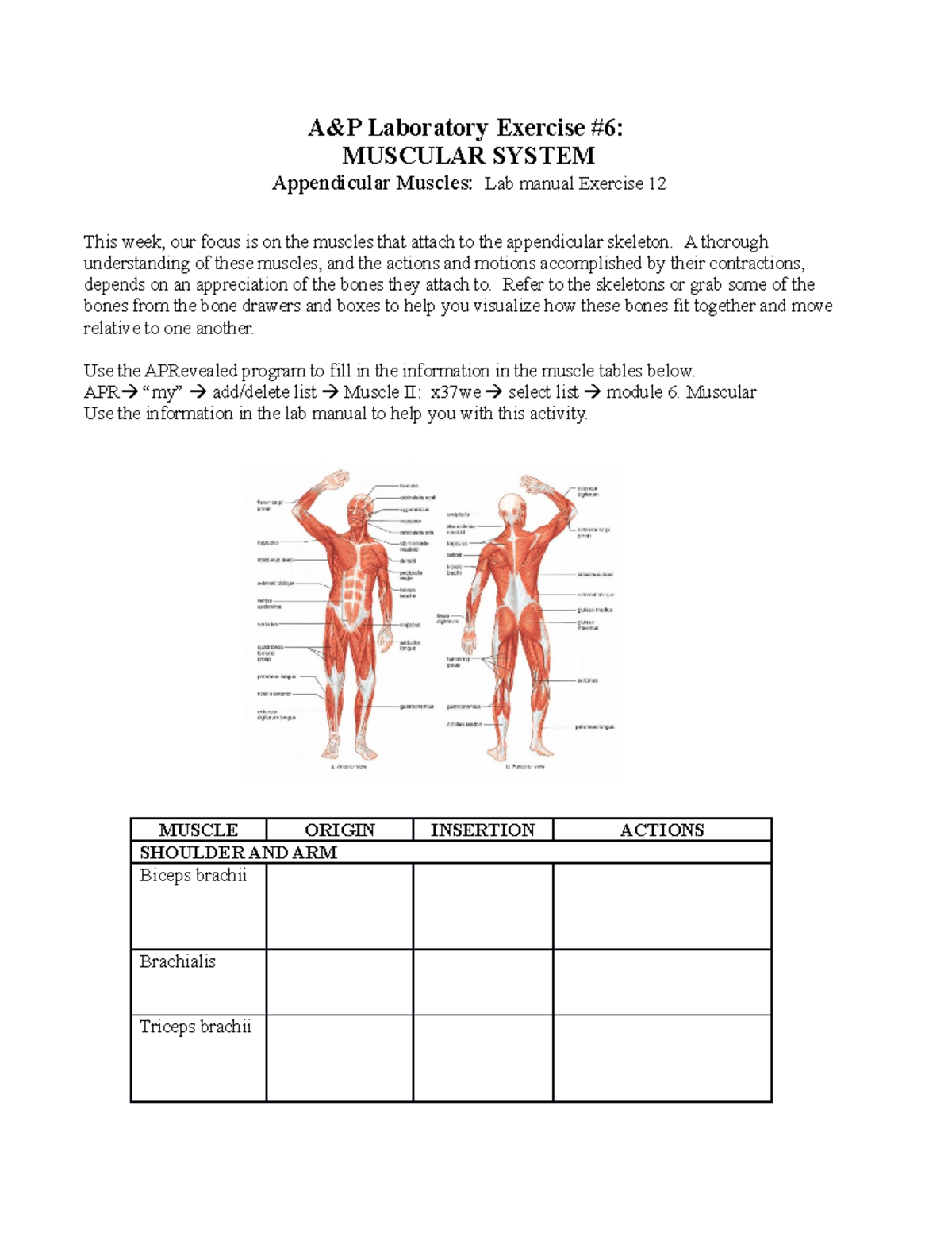 Lab 6- Muscle 2 campus - A&P Laboratory Exercise #6: MUSCULAR SYSTEM ...