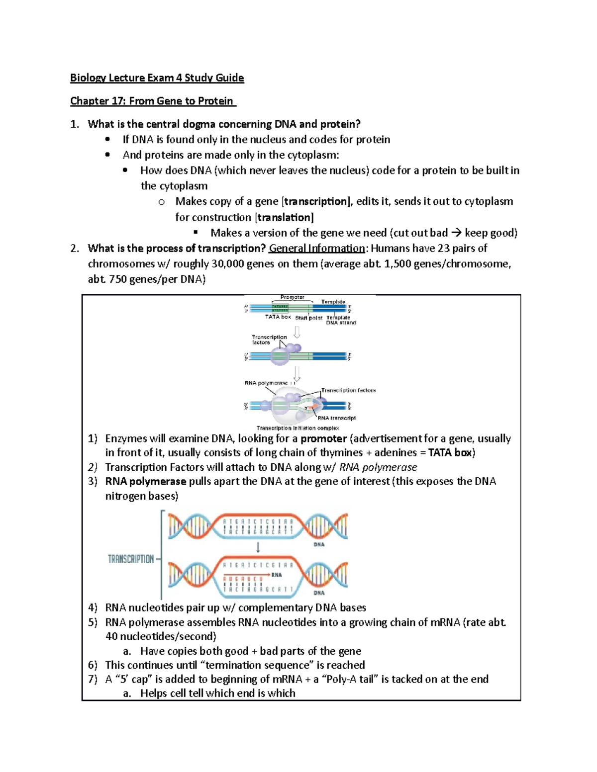 Biology Lecture Exam 4 Study Guide - 1,500 genes/chromosome, abt. 750 ...