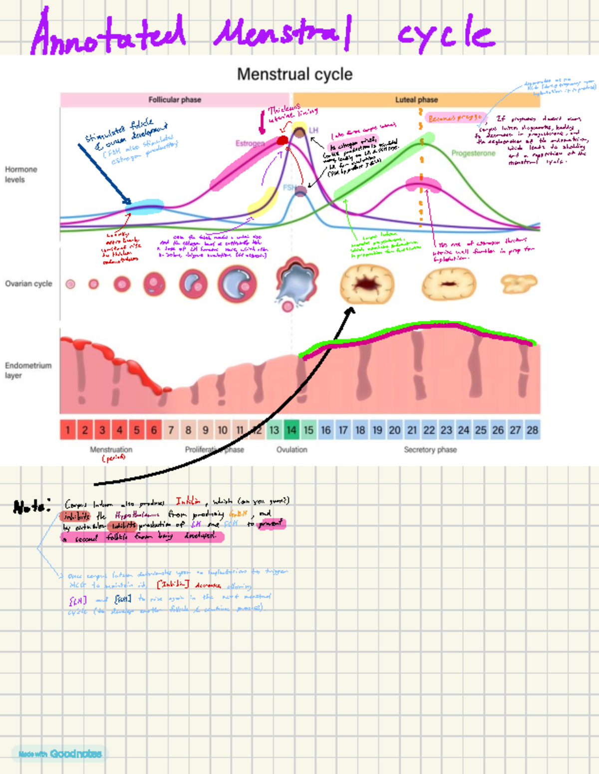 Annotated menstrual cycle (module 6) - Annotated Menstral cycle degene ...
