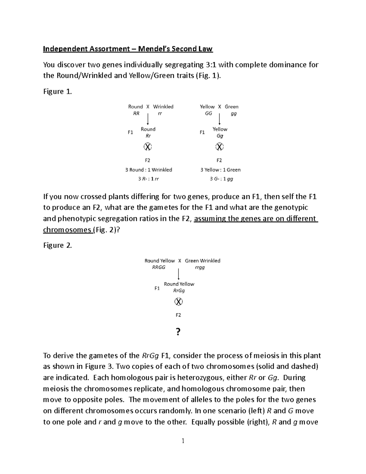 (4) Two and three gene inheritance - Independent Assortment – Mendel’s ...