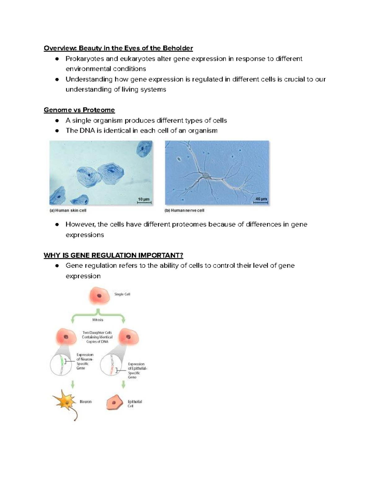 Regulation and Gene Expression Notes - Overview: Beauty in the Eyes of ...