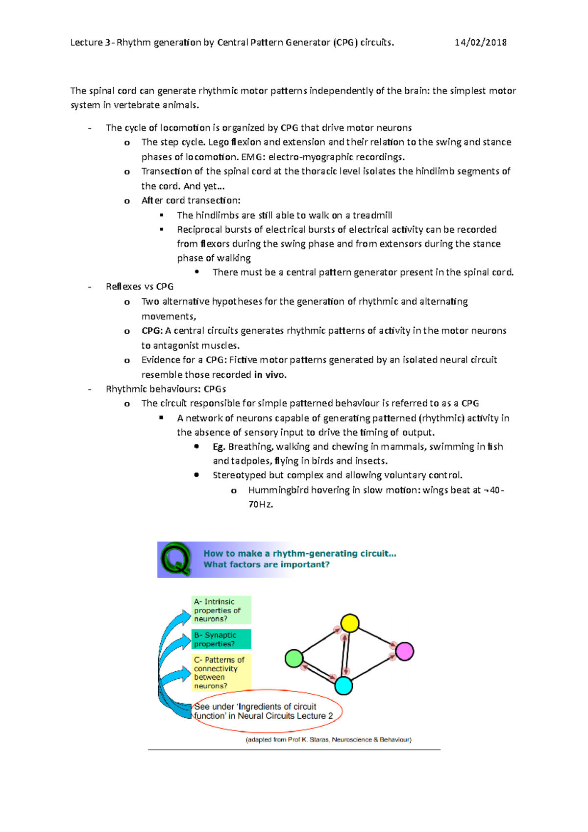 Lecture 3 -CPG circuits - The spinal cord can generate rhythmic motor ...
