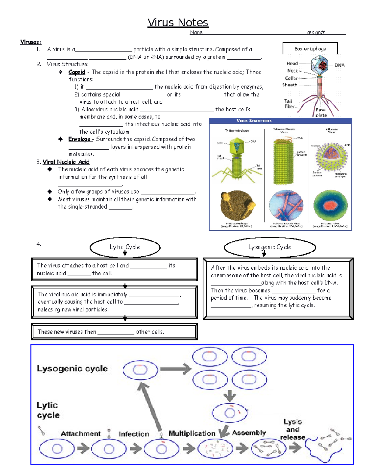 Virus ppt notes - Lab - Virus Notes Name ...