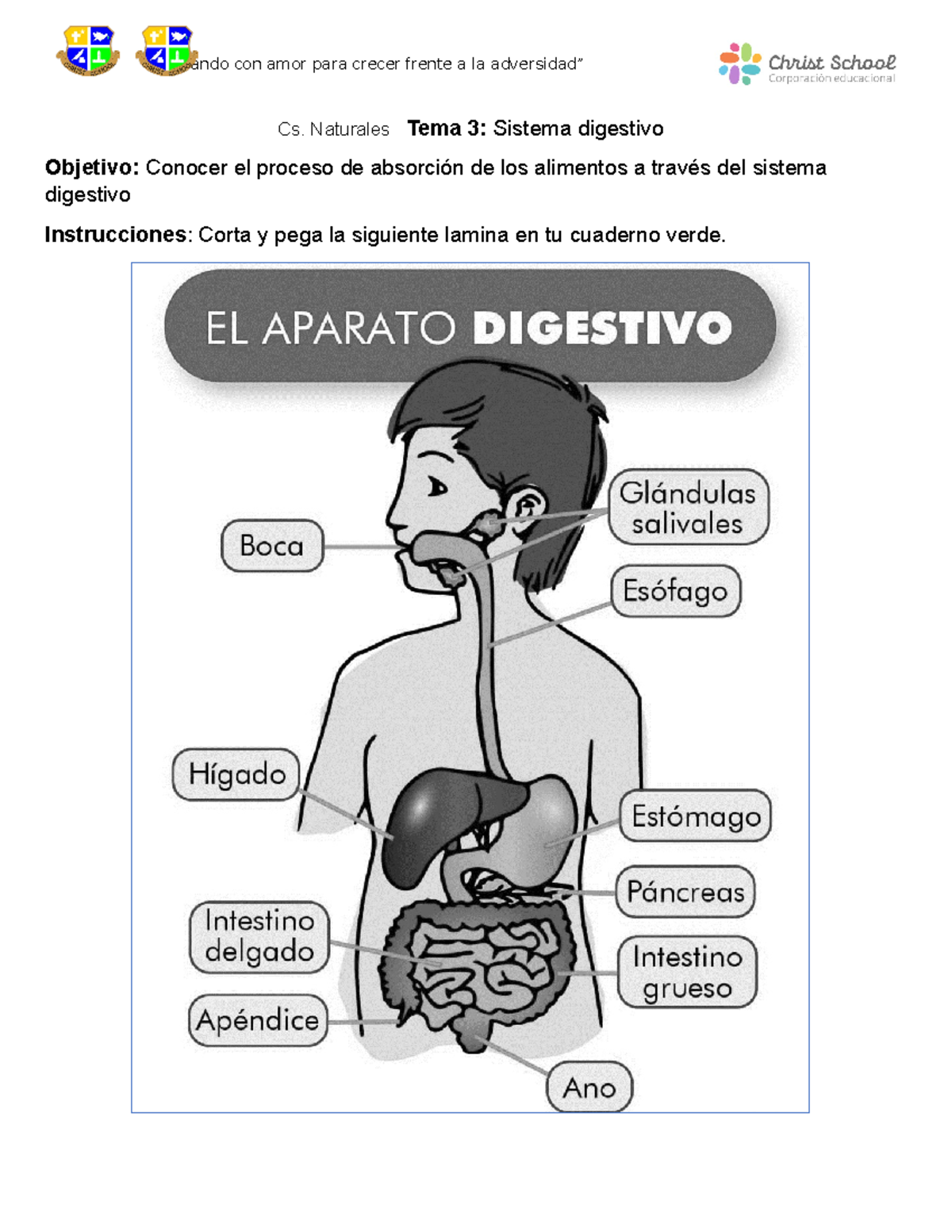 Clase 3 sistema digestivo - Ciencias Naturales - "Educando con amor ...