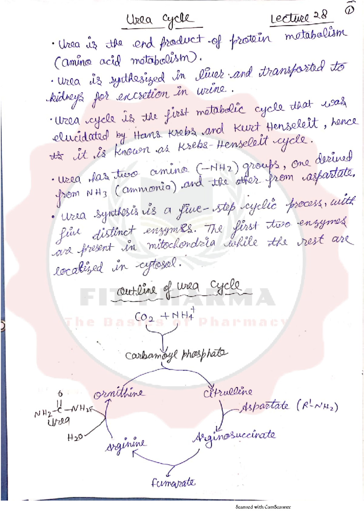 28-Urea Cycle - Urea cycle Lecture 28 L Urea is the end product of ...