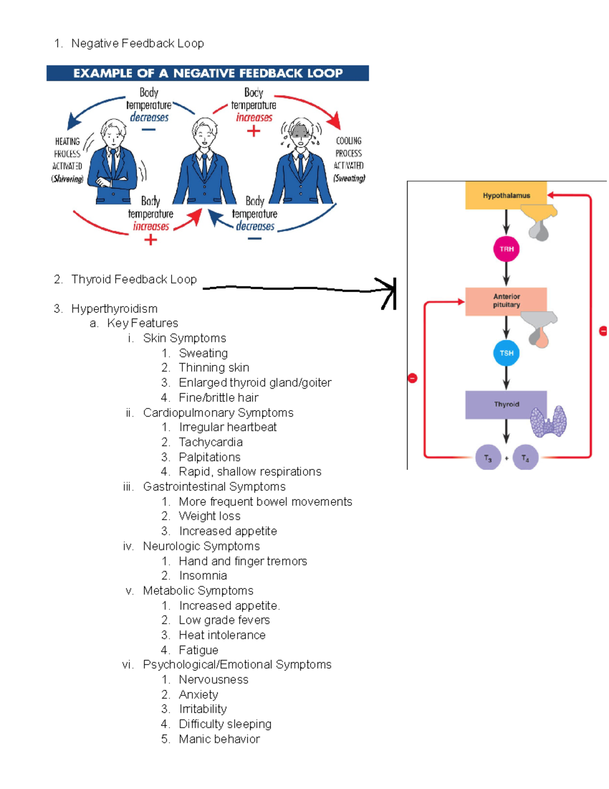 Metabolism Outline- Leannes - Negative Feedback Loop Thyroid Feedback ...