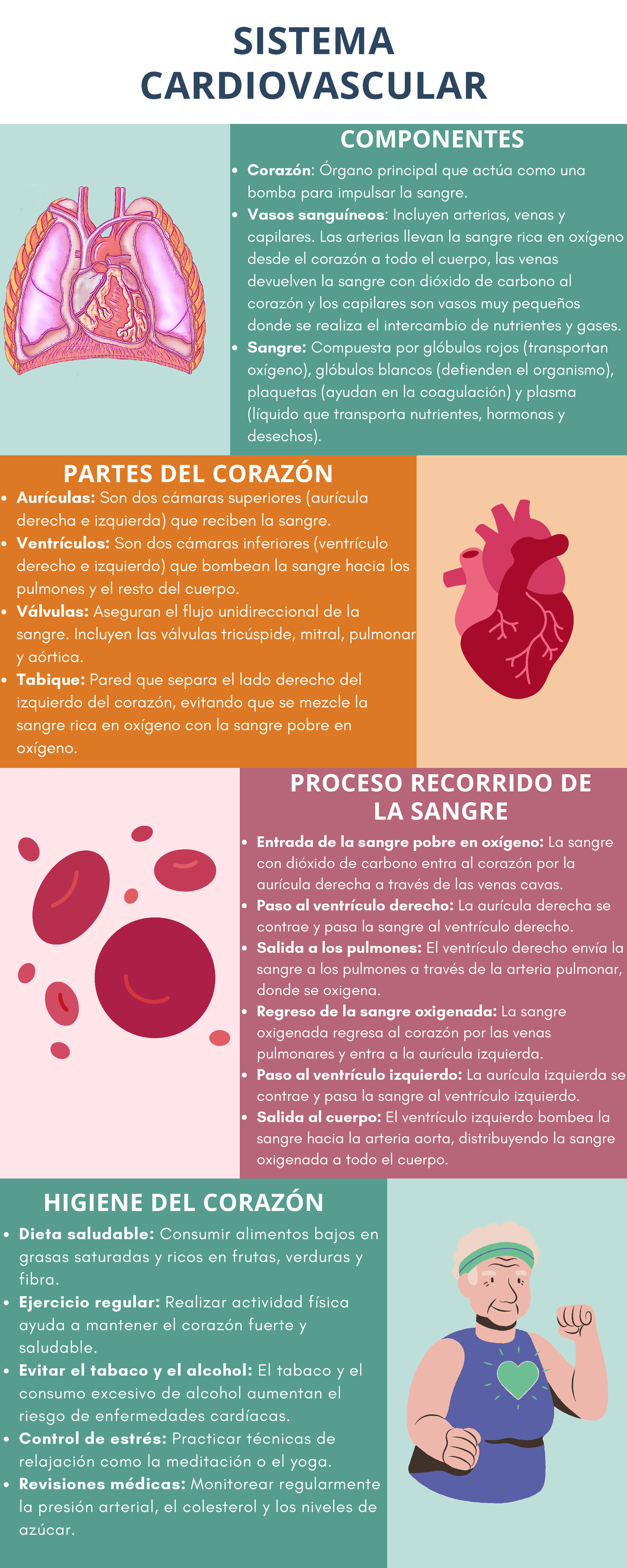 Infografía Sistemas Cuerpo Humano Ilustrado Multicolor - Corazón ...