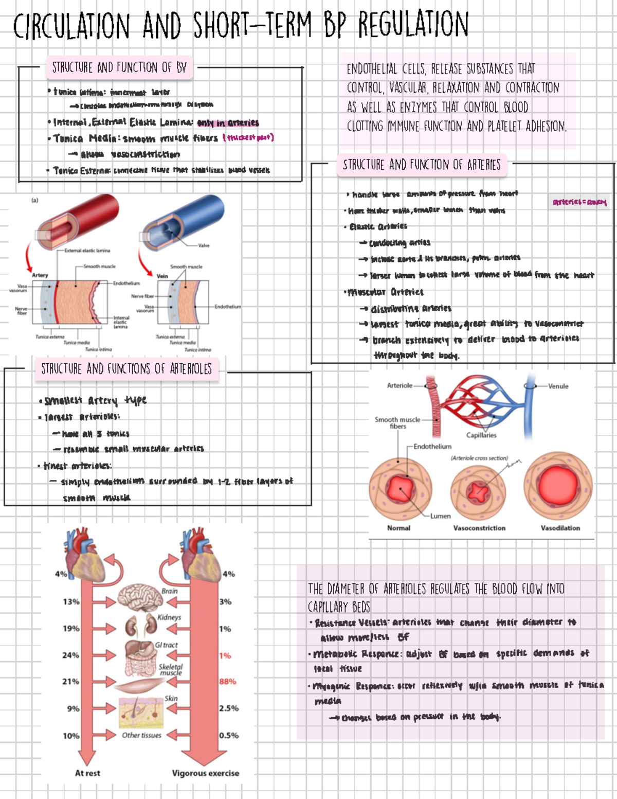 Circulation & short-term bp regulation - structure AND FUNCTION of BV ...