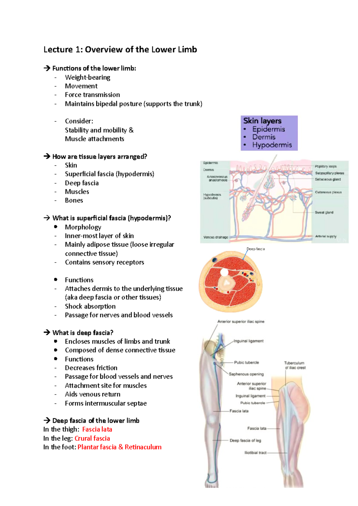 ANAT Lower limb - Lecture 1: Overview of the Lower Limb Functions of ...
