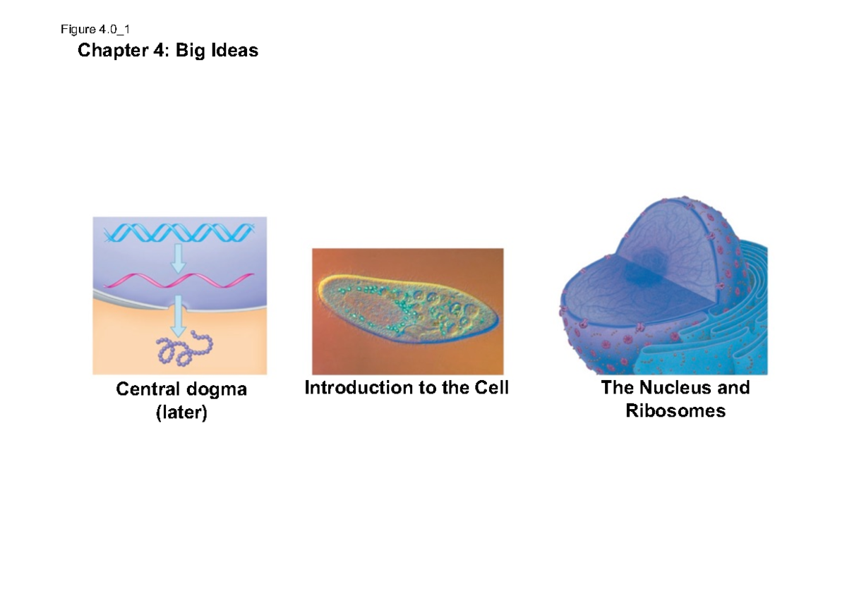 Lecture ch4生物 - ####### Figure 4_ Introduction to the Cell The Nucleus ...