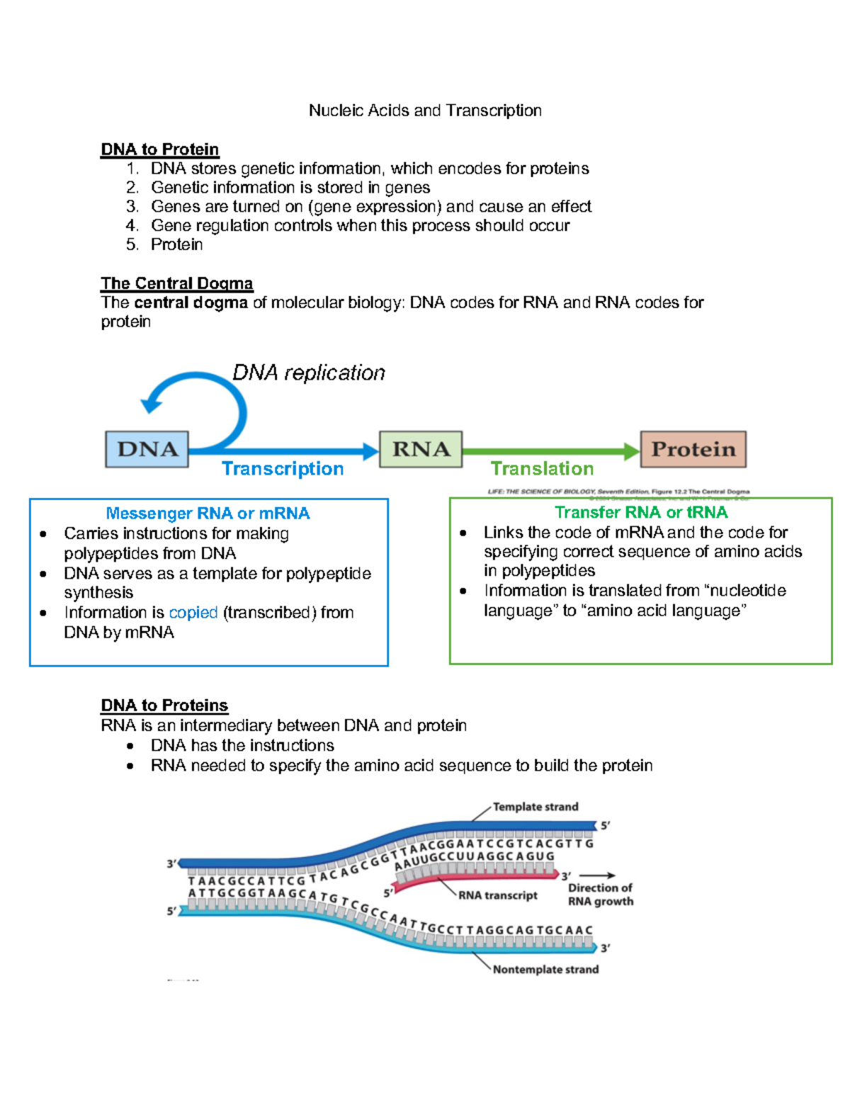 L3 Notes - Nucleic Acids and Transcription DNA to Protein 1. DNA stores ...