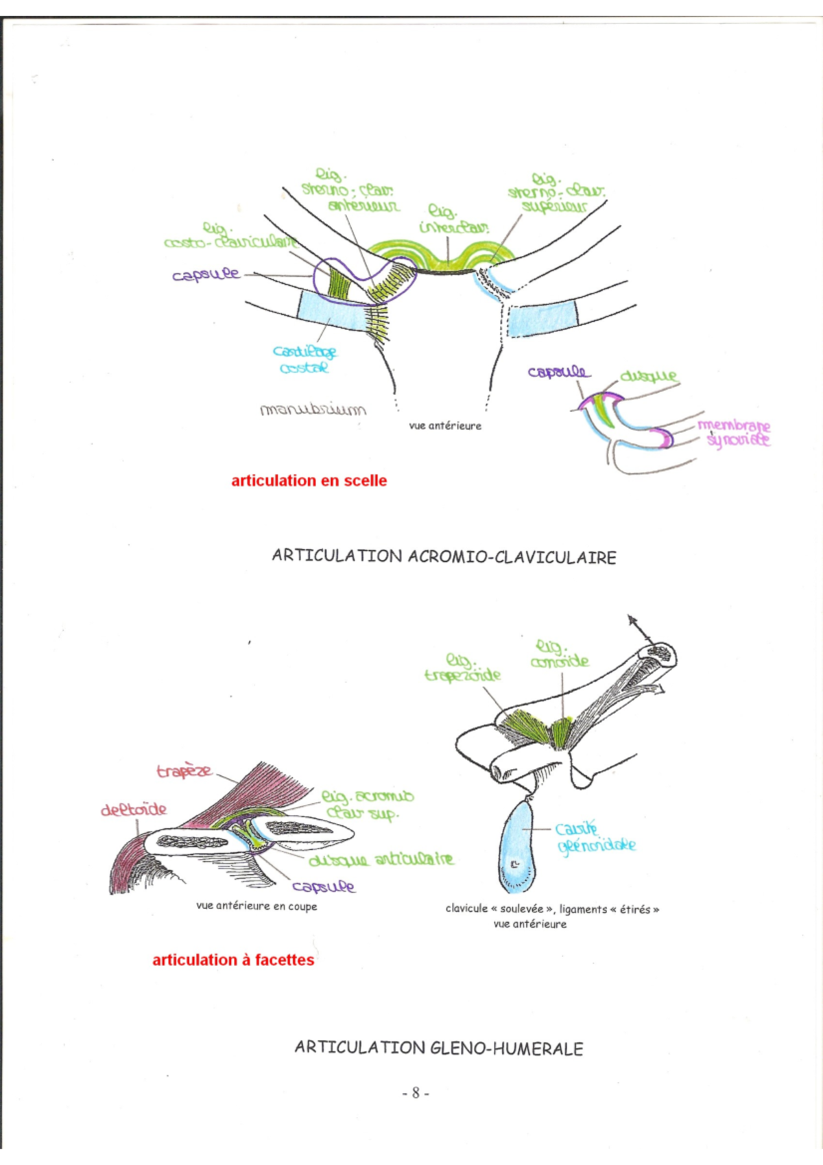 Arthrologie MS - Dig. aig. sherno ceau sterno. dow anterieur eig ...