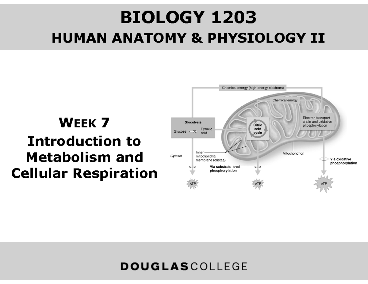 In class (to print) - notes - WEEK 7 Introduction to Metabolism and ...