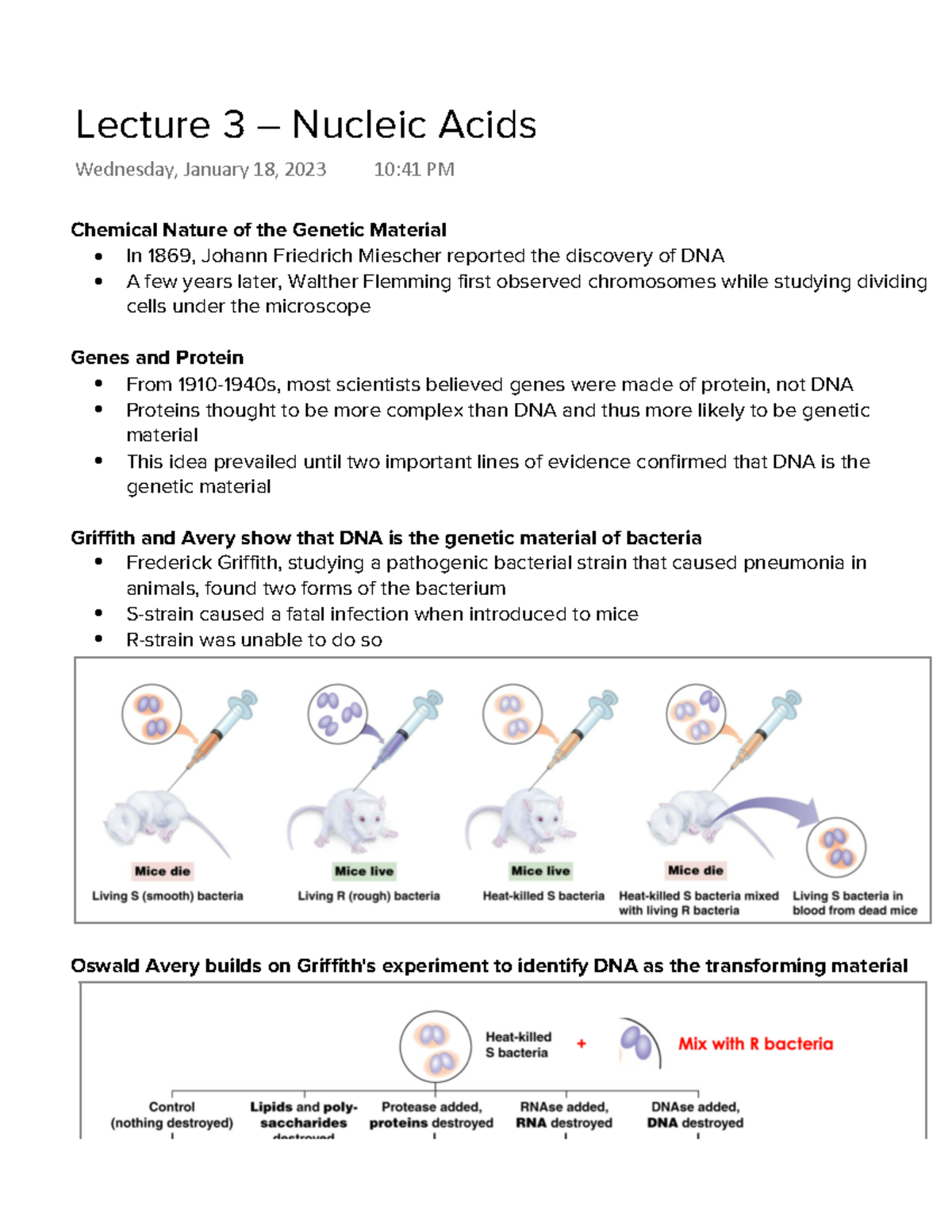 Lecture 3 – Nucleic Acids - Chemical Nature of the Genetic Material ...