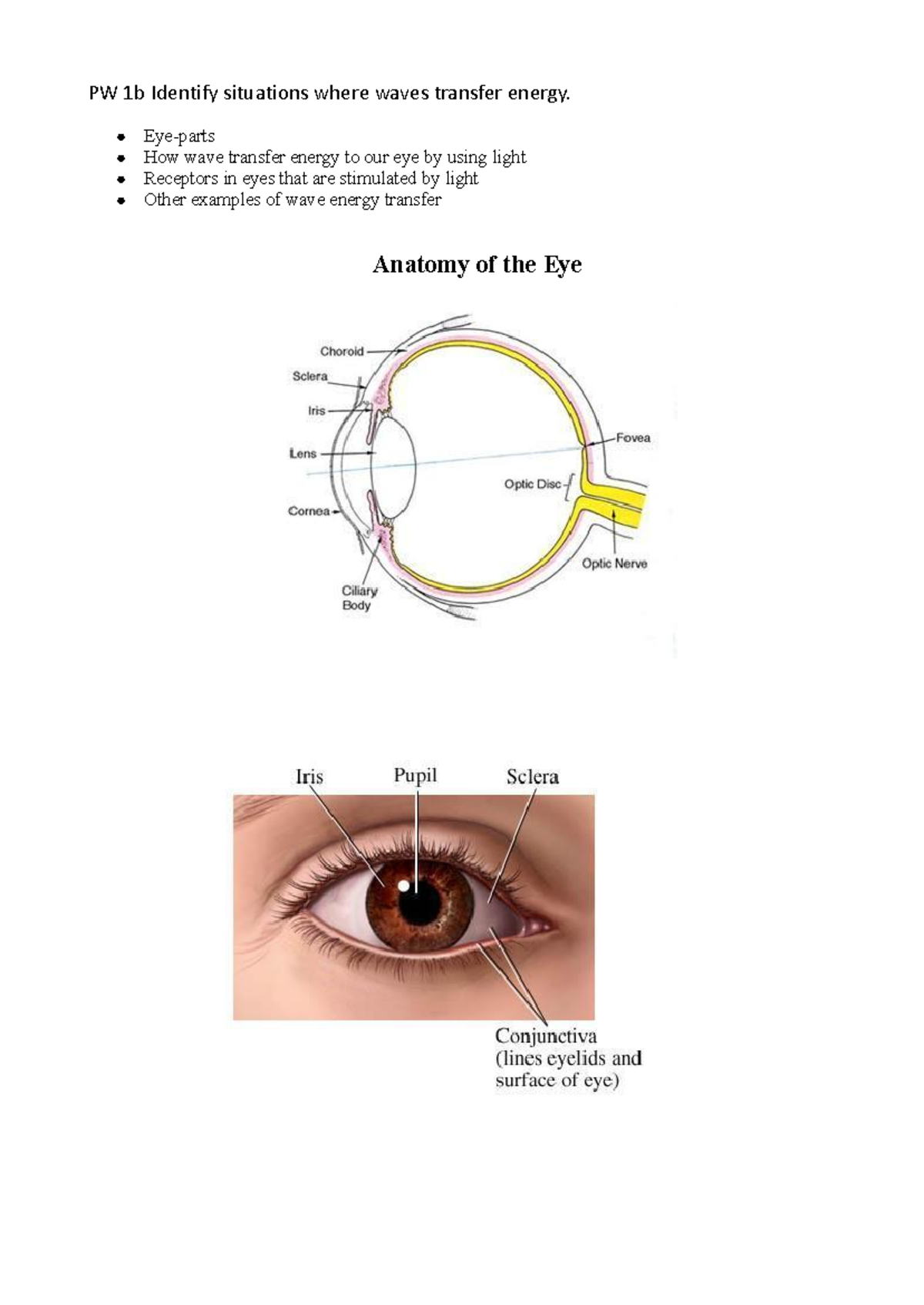 Activity 4a Eye-Structure-BS - PW 1b Identify situations where waves ...