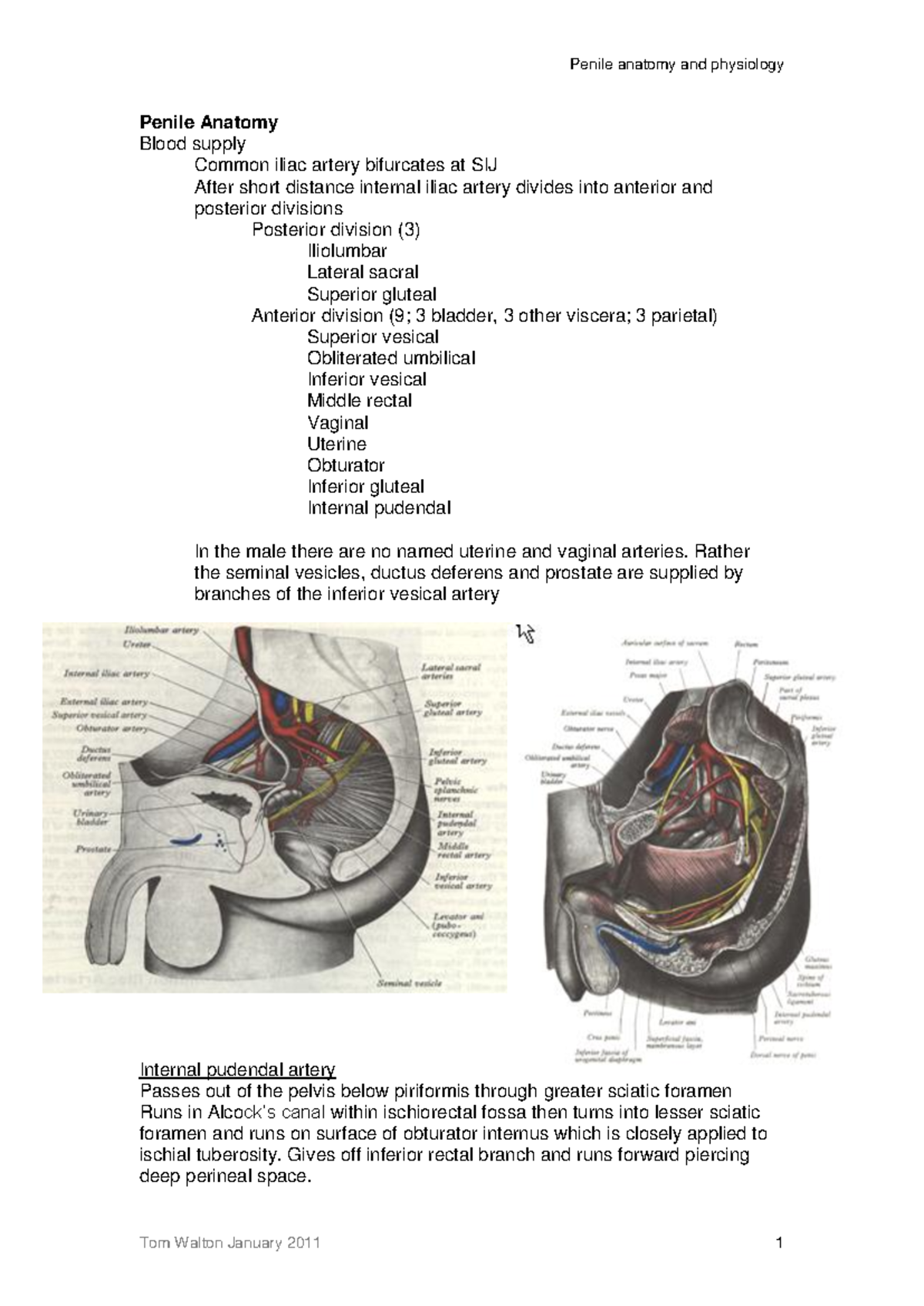 TJW Penile anatomy and physiology - Penile Anatomy Blood supply Common ...