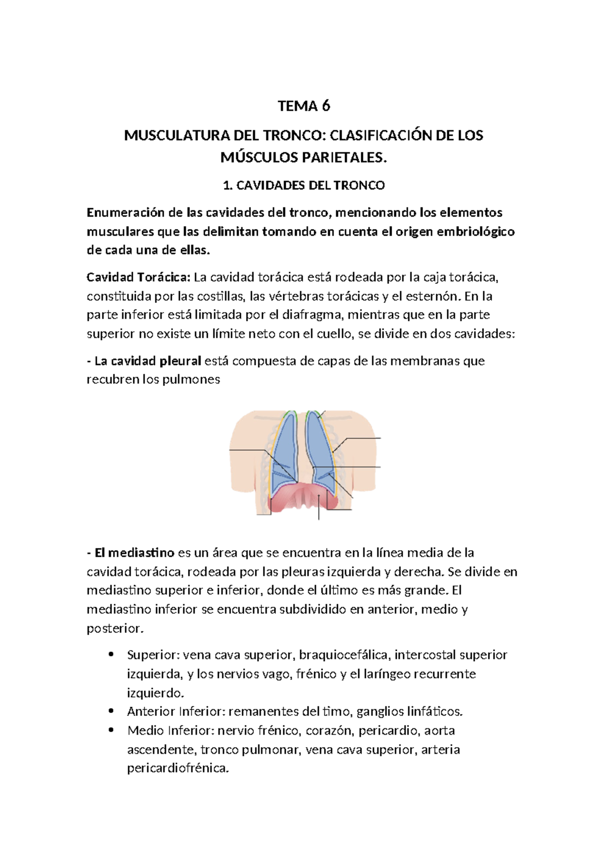 GUIA TEMA 6 - Morfo 2 - Victoria Sanchez - TEMA 6 MUSCULATURA DEL ...
