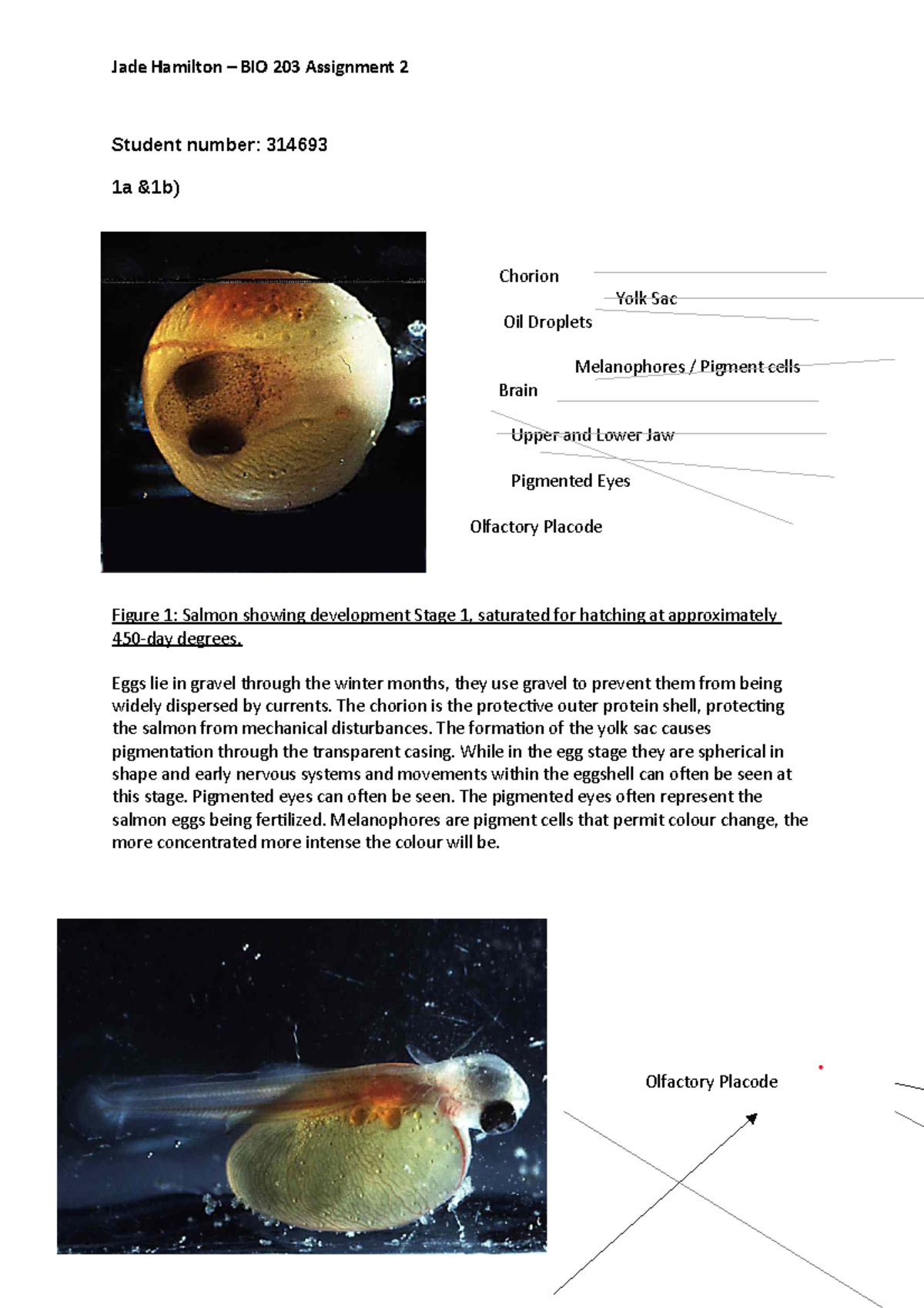 Assignment 2 Write up - BIO 203 - Student number: 314693 1a &1b ...