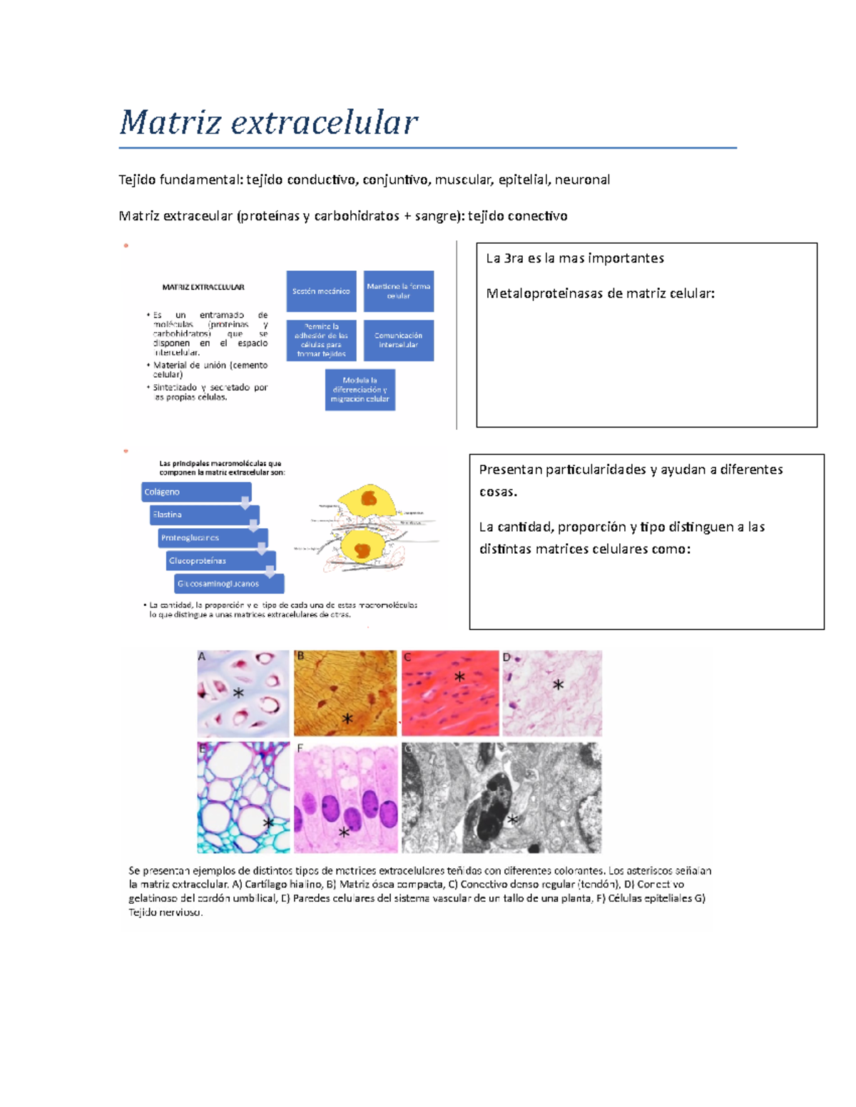 Matriz extracelular - Materia: fisiologia celular - Matriz extracelular ...