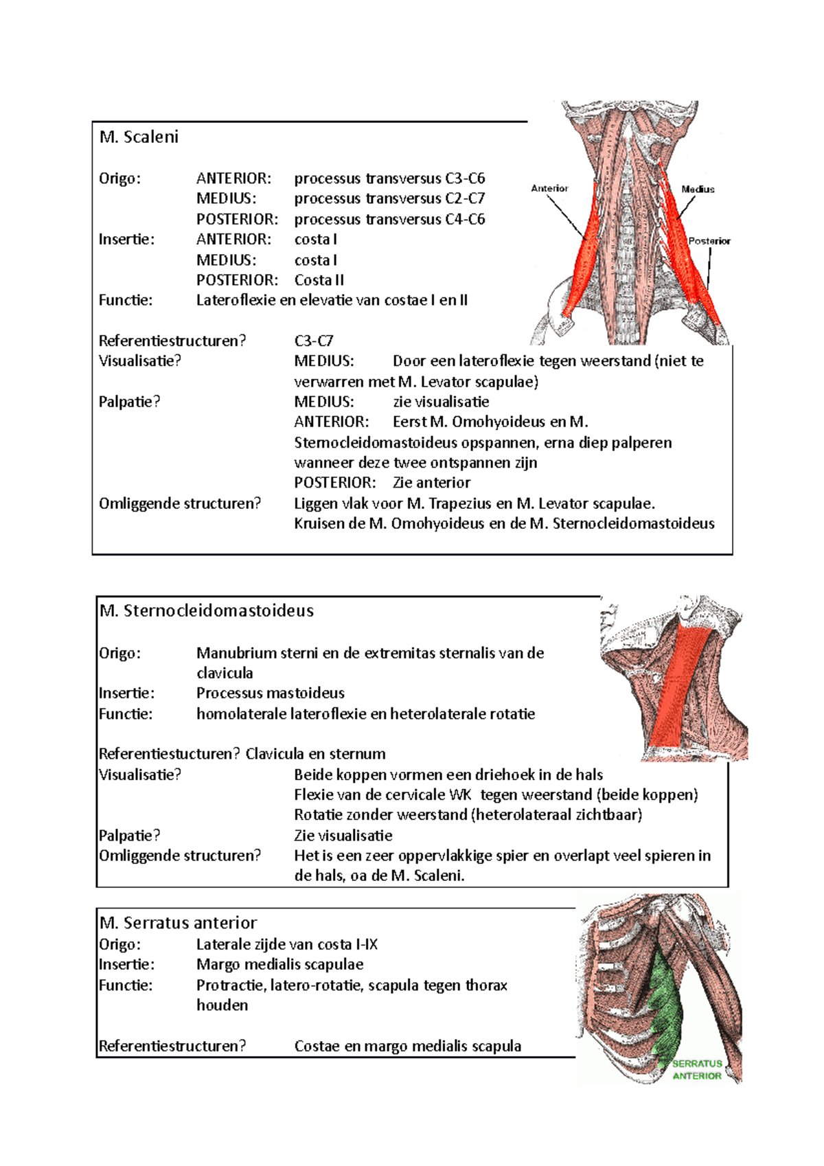 Palpatie - edit - M. Scaleni Origo: ANTERIOR: processus transversus C3 ...