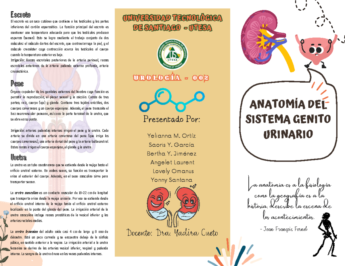Anatomía del Sistema Genito Urinario - ANATOMÍA DEL SISTEMA GENITO ...
