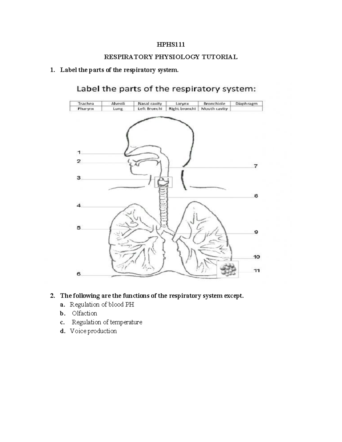 HPHS111 Respiratory Physiology Tutorial - HPHS RESPIRATORY PHYSIOLOGY TUTORIAL Label the parts ...