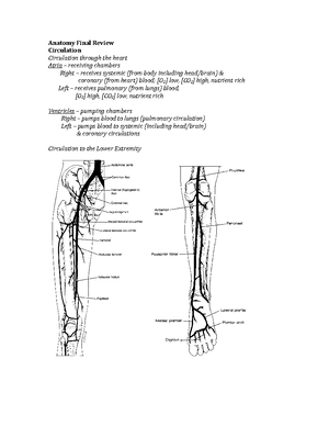 Ankle Joint and Foot Study Guide - Ankle Joint and Intrinsic Joints of ...