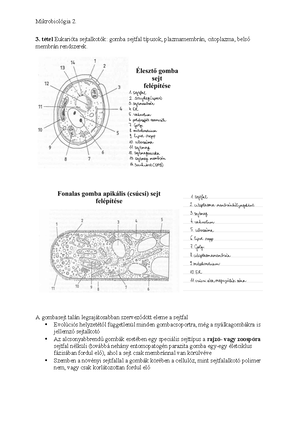 Gombák általános jellemzése - 2. 1. a az emberi A gombatest (thallus ...