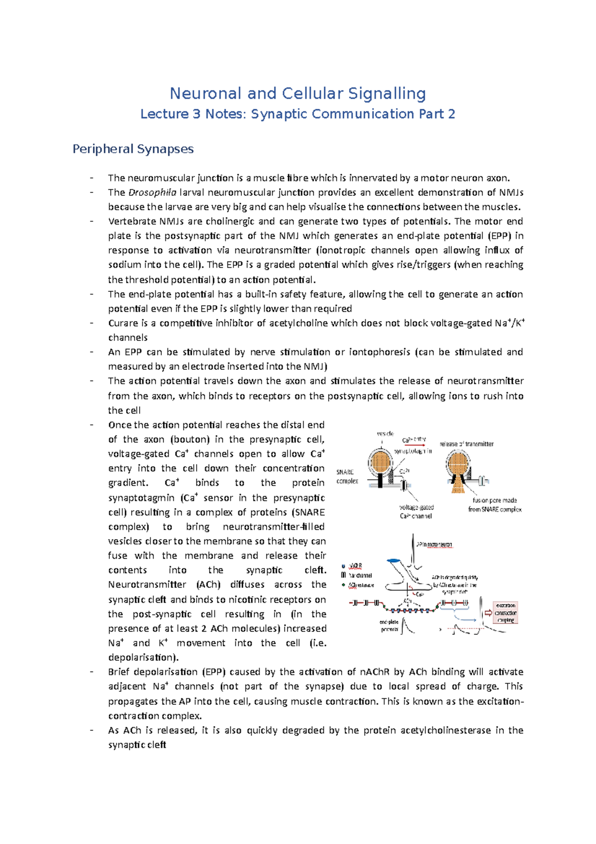 Lecture 3 Notes Synaptic Communication Part 2 Neuronal And Cellular Signalling Lecture 3