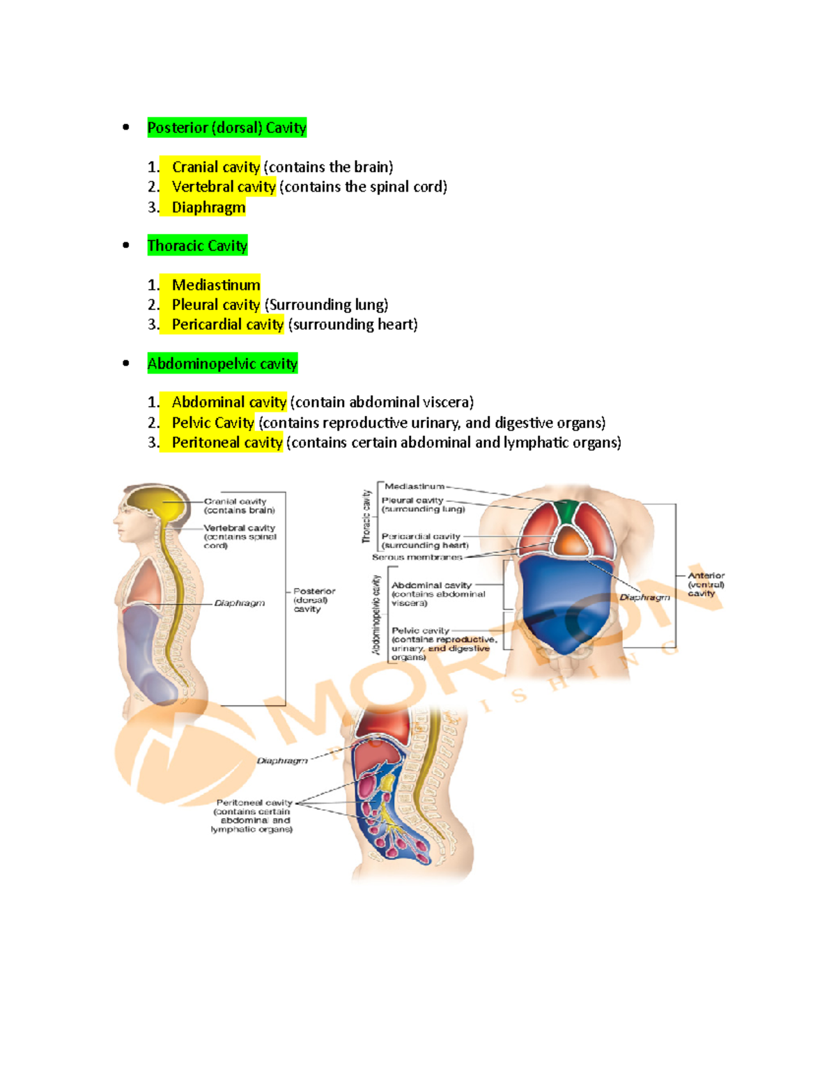 Lab midterm - wors labs and differnt body pats for you to now to pass ...