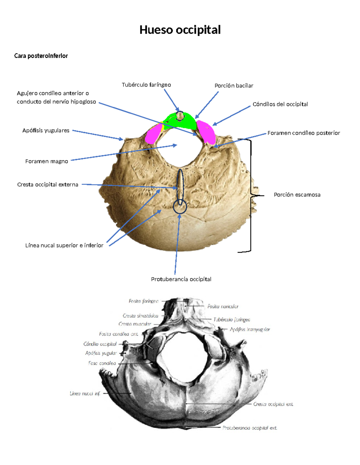 Huesos Occipital - anatomia - Hueso occipital Foramen magno Tubérculo ...