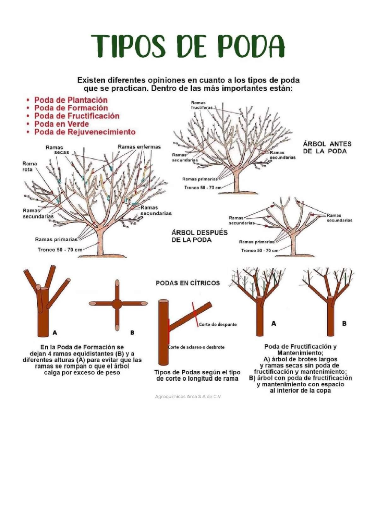 Apunts de poda - Poda de Formación Es la que se realiza en la planta ...